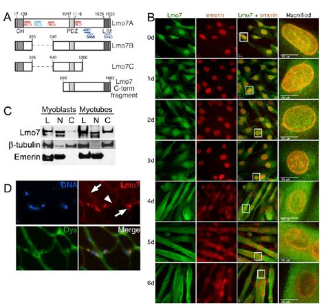 Lmo7 Relocalizes From The Nucleus To The Cytoplasm During C2c12