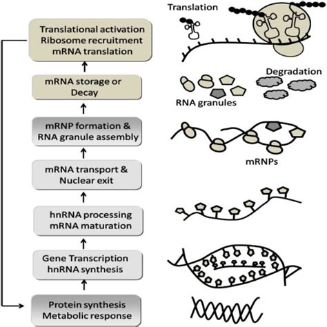Schematic Flow Chart Depicts Complex Mrna Life Cycle Open I Sexiz Pix