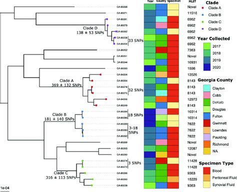 Maximum Likelihood Phylogenetic Tree Based On Core Genome Download