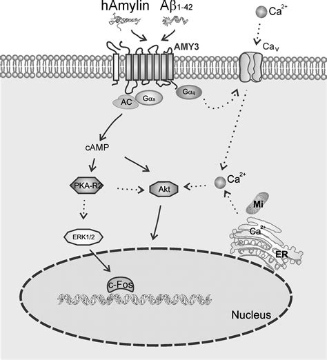 Amyloid β Aβ Peptide Directly Activates Amylin 3 Receptor Subtype By