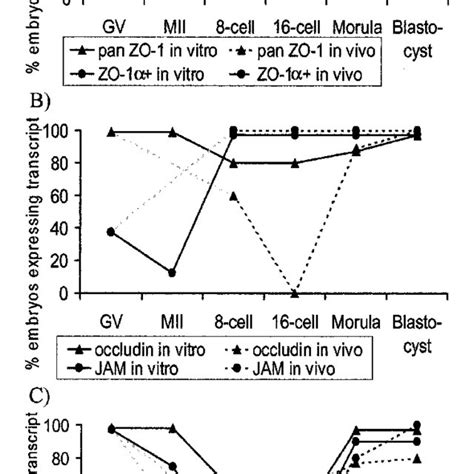 Expression Pattern Of Tj Transcripts During Embryogenesis In Vitro And