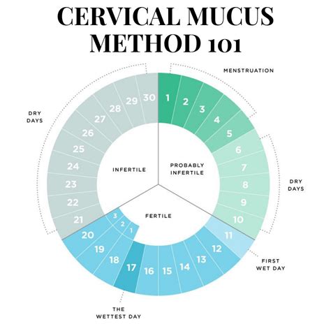 Life Of An Earth Muffin Birth Control What Is The Cervical Mucus Method