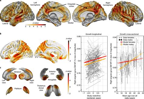 developmental growth of myelin sensitive mt into early adulthood a c