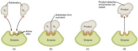 This Image Shows The Steps In Which An Enzyme Can Act The Substrate Is