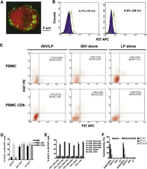 Suppression Of Siv Specific Cd4 T Cell Activation By Nonclassical