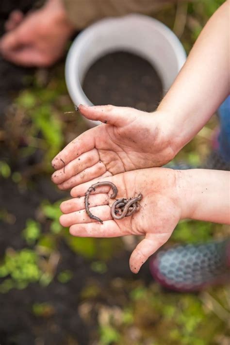 How To Get Started With Worm Composting Simplify Live Love