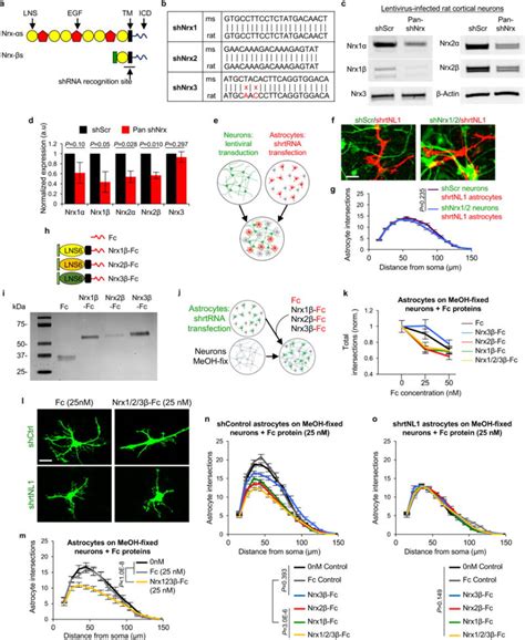 Astrocytic Neuroligins Control Astrocyte Morphogenesis And