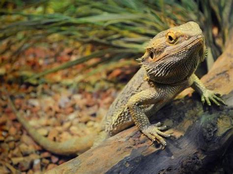 Bearded Dragon Brumation Explained Help Guides