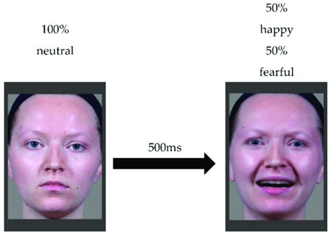 Example Of A Dynamic Morphed Stimulus Animation Download Scientific