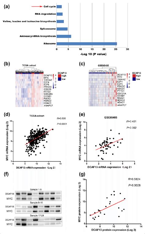 Dcaf13 Is A Potential Regulator Of Cell Cycle Progression A Kegg