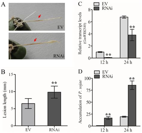 Transgenic Soybean Hairy Roots With Silenced Gmwrky40 Exhibit Enhanced