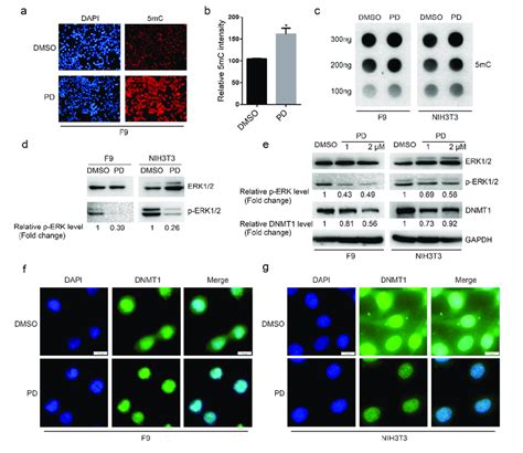 Erk Regulates Genome Wide Dna Methylation A B Pd Treatment Increased