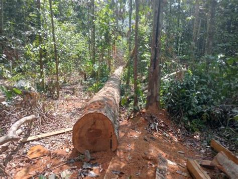 Pembalakan Liar Marak Terjadi Di Aceh Aparat Tutup Mata Dan Ancaman