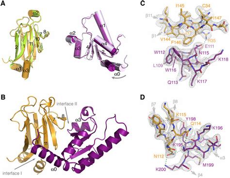 Structure Of The Rad53 5 Dbf4 Chimera A Comparison Of The