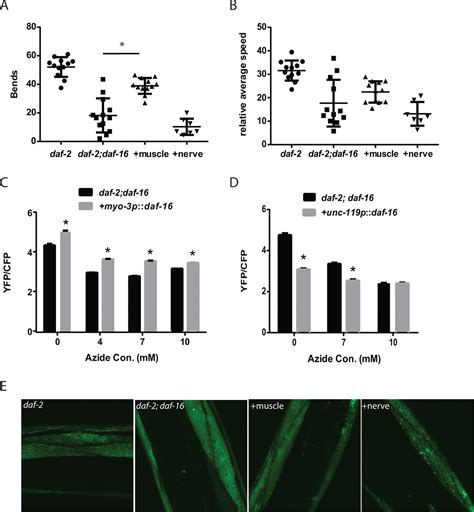 Cell Autonomous And Non Autonomous Roles Of Daf 16 In Muscle Function