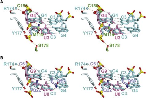 Structural Insights Into Rna Recognition By The Alternate Splicing