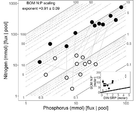 Median Molar Flux Of Dissolved Inorganic Nitrogen And Phosphorus Mmol