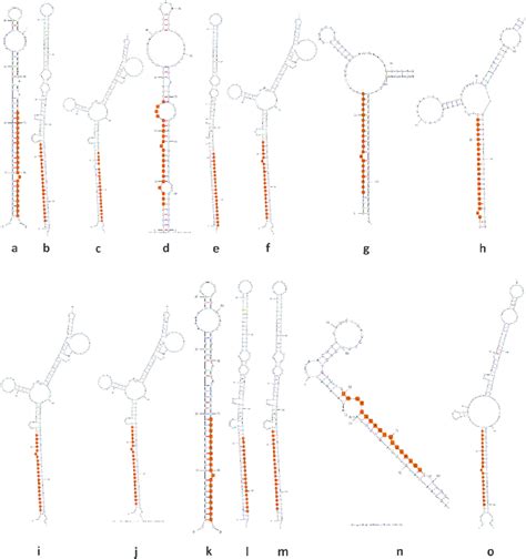 Predicted Stem Loop Hairpin Secondary Structures Newly Identified