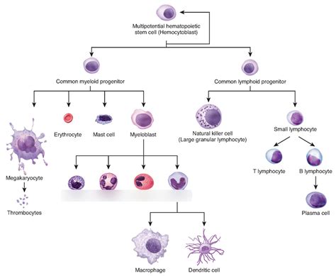 Hemocytoblast Differentiation Diagram Quizlet