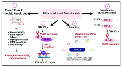 Runx Proteins And The Fa Pathway Of Dna Repair The Multiple Lines Of