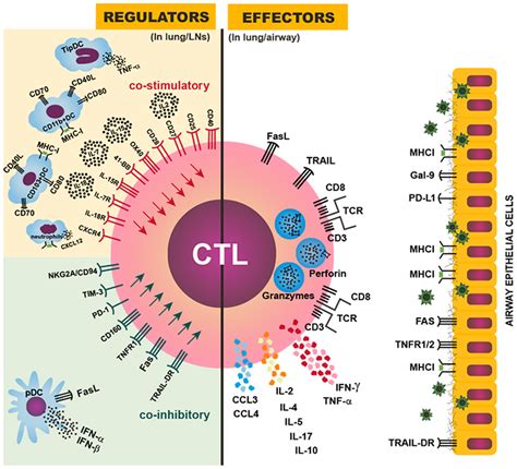 Frontiers Balancing Immune Protection And Immune Pathology By Cd8 T