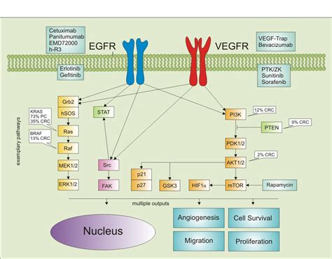 Tumor Biology And Cancer Therapy An Evolving Relationship Cell