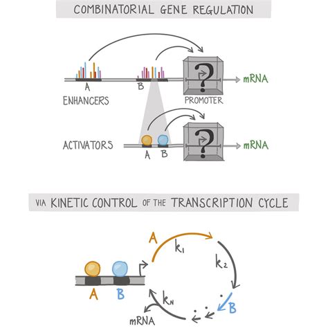 Combinatorial Gene Regulation Through Kinetic Control Of The