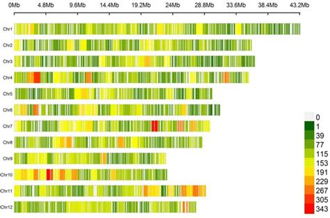 Graphical Representation Of Snps Across 12 Chromosomes In Rice It