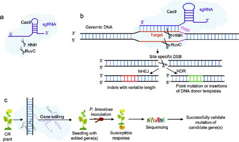 Application Of The Crispr Cas9 Gene Editing System To Validate