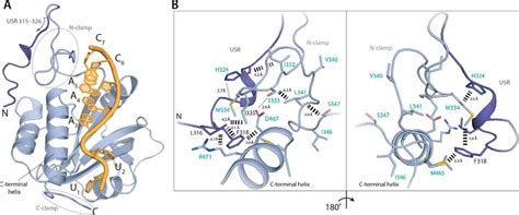 A Low Complexity Region In The Yth Domain Protein Mmi1 Enhances Rna