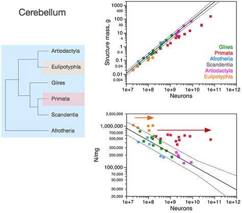 Frontiers Brain Scaling In Mammalian Evolution As A Consequence Of