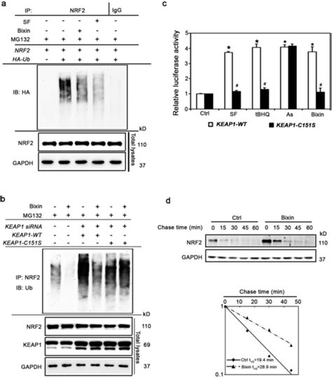 Bixin Activates The Nrf2 Signaling Pathway By Decreasing Nrf2