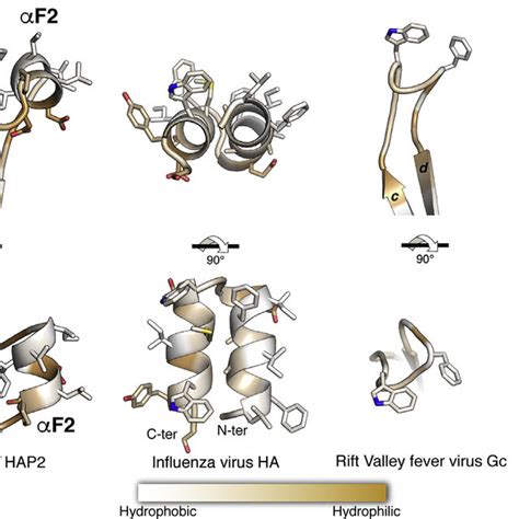 Comparison Of The C Reinhardtii Hap2 Fusion Surface With Viral