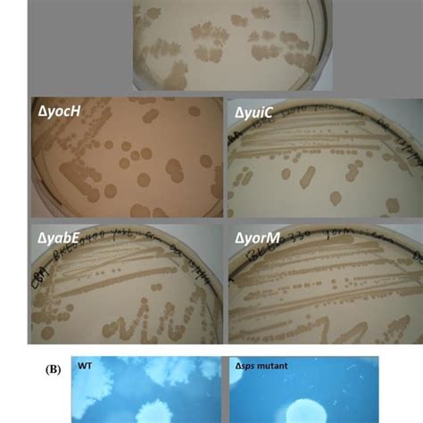 A Colony Morphology Of The B Subtilis Wild Type Wt And The Sps