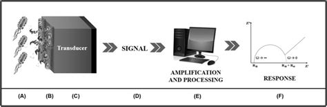 Schematic Presentation Of An Electrochemical Biosensor The Detection