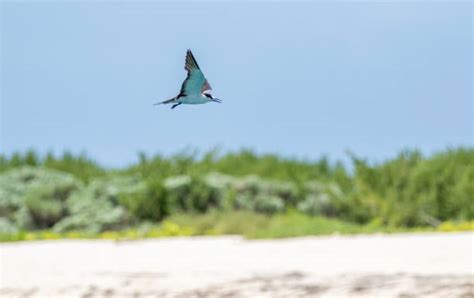 100 Sooty Tern Foto Stok Potret And Gambar Bebas Royalti Istock