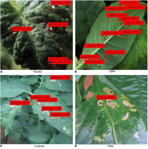 Frontiers Tomato Pest Recognition Algorithm Based On Improved Yolov4