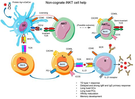 Antibodies Free Full Text B Cell Help By Cd1d Rectricted Nkt Cells
