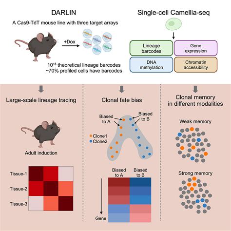 A Mouse Model With High Clonal Barcode Diversity For Joint Lineage Transcriptomic And