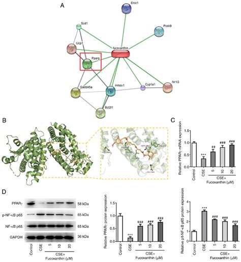Fx Regulates Pparγ Nf κb Signaling A Stitch Predicted That Pparg