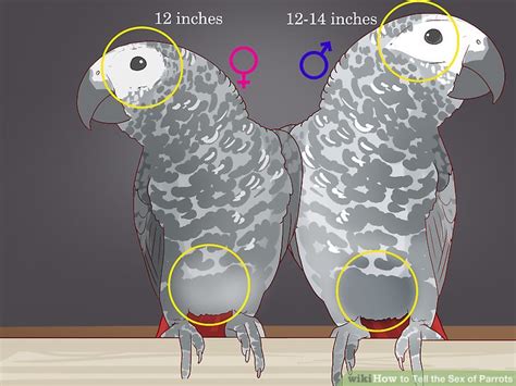 how to tell the sex of parrots 12 steps with pictures wikihow