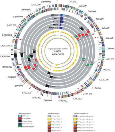 Complete Genome Sequence Of Usa300 An Epidemic Clone Of Community