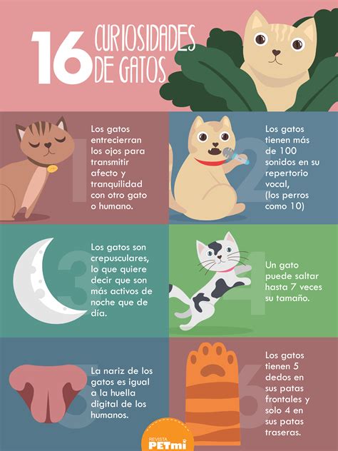 16 Curiosidades De Gatos Parte 1 Informacion De Gatos