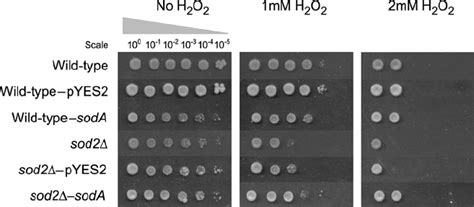 Functional Complementation Of Yeast Mutant Sod2 Δ With An A Flavus