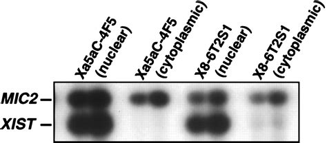 Reactivation Of Xist In Normal Fibroblasts And A Somatic Cell Hybrid