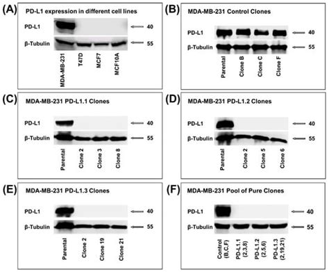 Ijms Free Full Text Pd 1 Independent Role Of Pd L1 In Triple