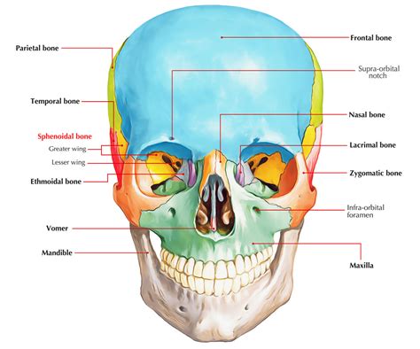 Sphenoid Bone Earths Lab