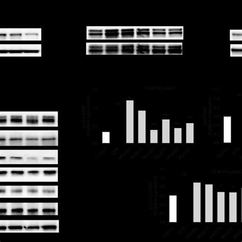 Modulation Of The Camp Response Element Binding Protein Creb