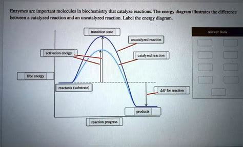 Enzymes Are Important Molecules In Biochemistry That Catalyze Reactions