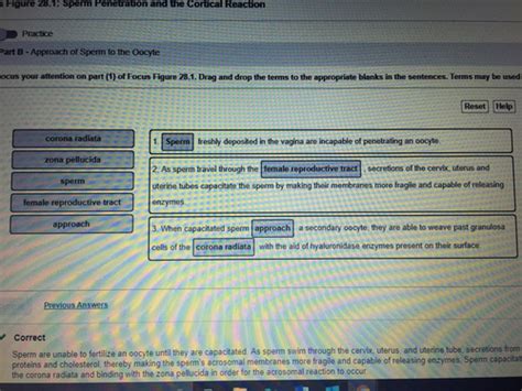 Drag The Terms On The Left To Complete The Sentences On The Right